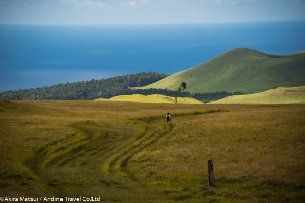 モアイの森から草原ハイキング – イースター島最高峰テレバカ山 | 南米・パタゴニアの専門旅行社 | アンディーナトラベル